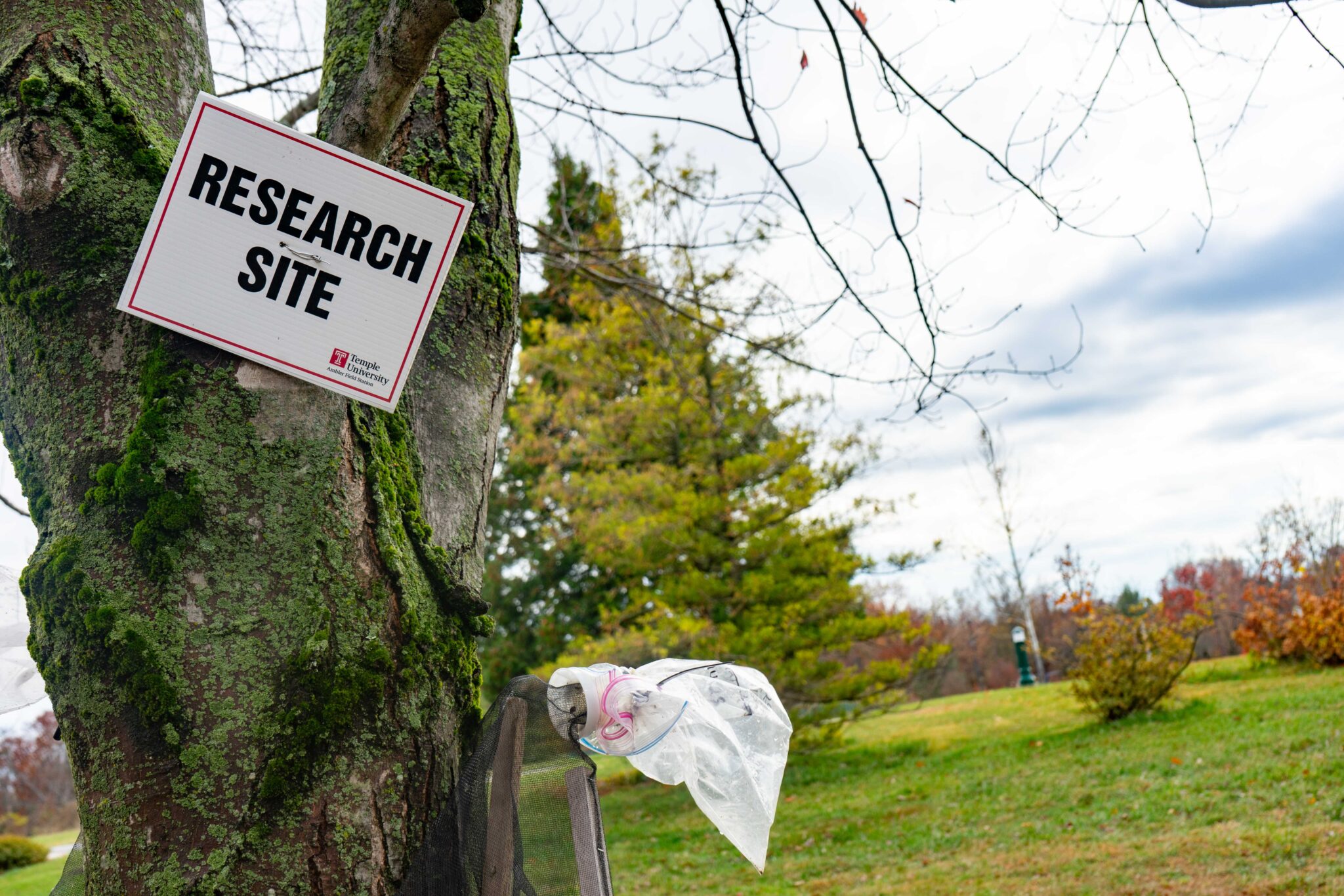 Temple explores options for Ambler Campus amid low enrollment | The ...